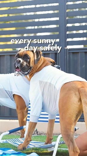 ☀️ Boxers love the sunshine... but their skin needs protection too! Those short coats and playful zoomies mean hours under the sun, and every Boxer parent knows the worry — sensitive skin, endless energy, and zero shade breaks ❤️ That’s why we created the BoxerFurever UV Protection Range — UPF 50, lightweight, and breathable, designed exclusively for Boxer builds so they can play safely and comfortably all day. 🐶 💛 Protect their skin. Match their spirit. Because every purchase also helps a Box