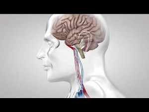 La fonction reproductrice chez l'homme