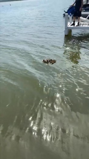 lil Duckies #quackity #quack #duck #like #sub #subscribers #subscriber #sunny #funny #cute | Zachary Anderson