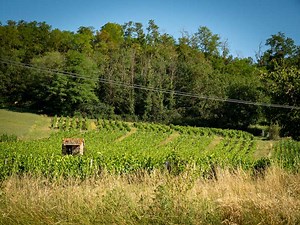 Beaujolais Wine Region Guide