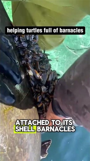 Turtle Rescue Action! Fishermen Release Nuisance Barnacles!