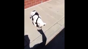 Pug Gets Tricked Shadow Puppet Dog!