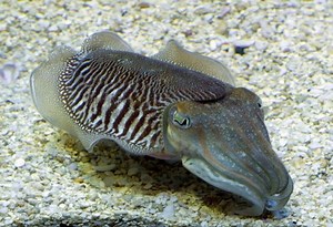 7 Awesome Animals With Multiple Hearts | With Photos - EXOtella