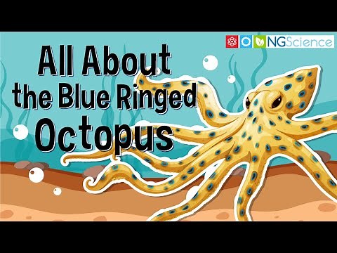 All About the Blue Ringed Octopus