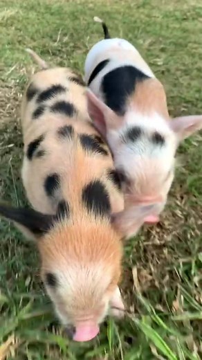 Adorable Piglets: Cute Baby Pigs and Piglets Compilation