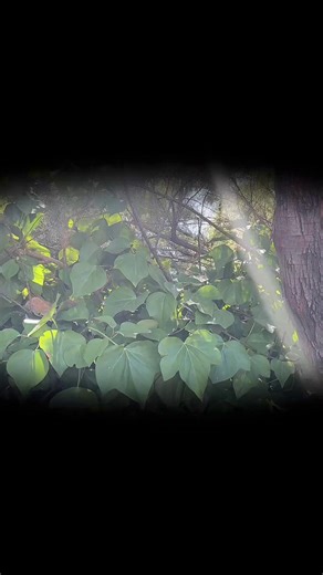 Imagine… Call on world leaders to protect our home, it’s our only one. #ForEveryChild, climate action. #COP30 | UNICEF