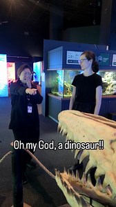 That's right, not every large skeleton is a dinosaur! (even if the creature lived at the same time as dinosaurs). Monsters of the Abyss explores aquatic predators from the Precambrian all the way to present day. Come learn with us! #MNH #Museum #Museums #Halifax #NovaScotia #Mosasaurus #Mosasaur #Dinosaur #NaturalHistory #Monsters #Aquatic #ParksAndRec #ParksAndRecreation Video description: two people stand in front of the mosasaur skeleton. Text on screen reads "Oh my God, a dinosaur!!" "Mosasa