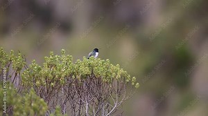 Ecuadorian hillstar or Chimborazo hillstar (Oreotrochilus chimborazo) is a species of hummingbird. It is native to the Andes of Ecuador and extreme southern Colombia
