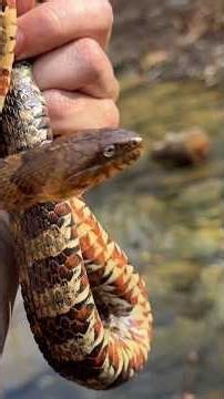 Catching Snakes by the Creek in Alabama!