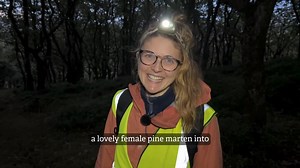 Part 2: The Arrival - Behind the Scenes of the Pine Marten Translocation Our 19 pine martens made quite the journey! Each one came from a healthy wild population in Scotland and underwent full health checks before travelling over 500 miles in a specially adapted, temperature-controlled vehicle. Over five trips, each more than 14 hours through the night, teams worked tirelessly to ensure their safety and comfort. Upon arrival on Exmoor, the pine martens were taken to individual release pens equip