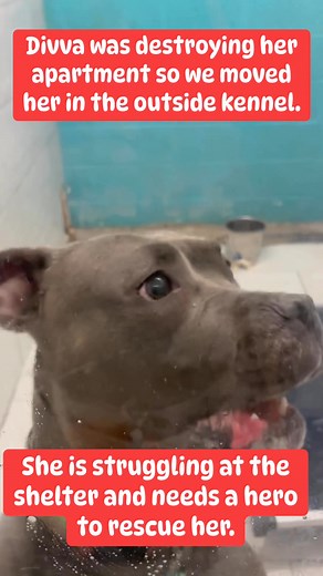 Please share Divva’s story. Divva is struggling—and she needs a break now.Today, staff saw just how overwhelmed and stressed she is. The shelter is no place for a dog like Divva right now. It’s clear she’s suffering in this environment.She doesn’t need forever—she just needs out. A calm, safe space where she can decompress, even for a short while, could make all the difference.If you have a quiet corner and a little love to spare, please consider opening your home to Divva today. She can’t wait 
