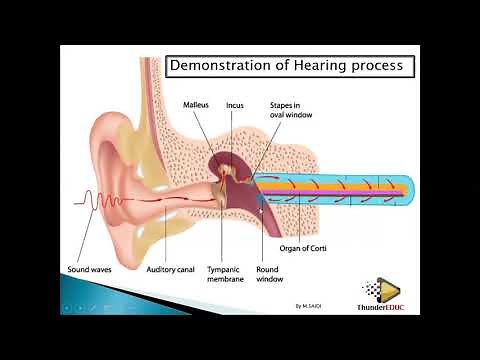 Journey of Sound to the Brain (HEARING PROCESS ) grade 12 life sciences | M.SAIDI | ThunderEDUC