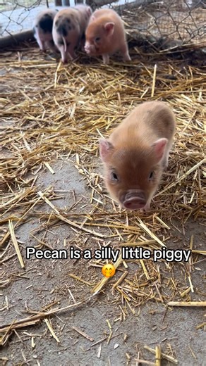 Moon Child Mini Farm on Instagram: "Piggy shenanigans . . . . . . . . . . . . #moonchildminifarm #moonchild #minipig #minipigs #juliana #pig #pigsaspets #piglet #piglets #piggy #california #pigsofinstagram #cuteanimals #animalsofinstagram #obsessed #inlove #farmlife #moonchildcrystalshop #snout #snoot #littlepiggies #furryfriends #animallovers #minipigoftiktok #piglet"
