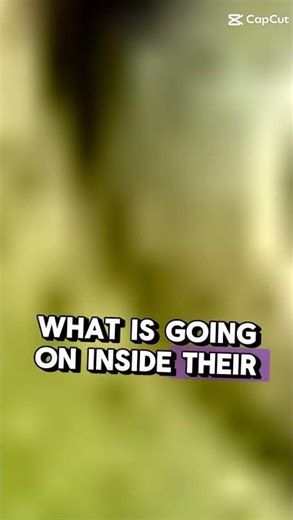 what is in spring traps head