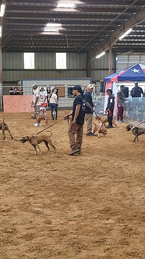 1K views · 36 reactions | Lone Star State Show #apbt #apbtlife #gamedogs | Bakari White | Facebook