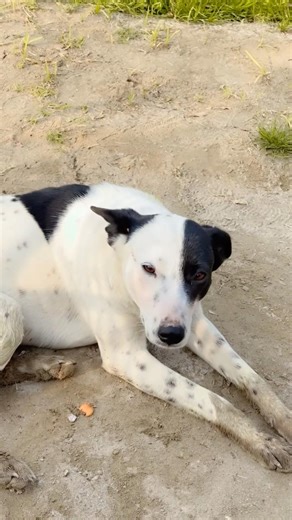 Dog life #fypyoutube #edms #tranding #dogshorts #doglove #foryoupage #youtubeshorts #fypyoutube