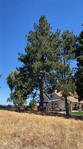 Watch this giant come down safely and precisely ! #protreeservice #pnw #precision | Trees Plus NW