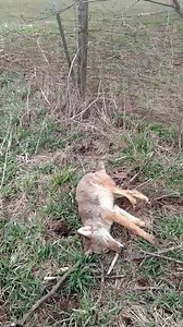 73K views · 705 reactions | Fresh out of Facebook jail. LOL Here a video of today's catch in cattle country and reset. Like and share our page guys. | Wilderness Company Predator & Wildlife Control | Facebook