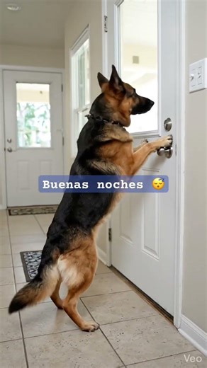 Un verdadero guardian 🐕🐾 #short #viral