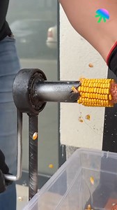 This DIY Corn Sheller Is as Satisfying as It Gets! | Pixel Pop