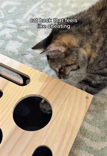 Effective Cat Hacks for Nail Trimming Success