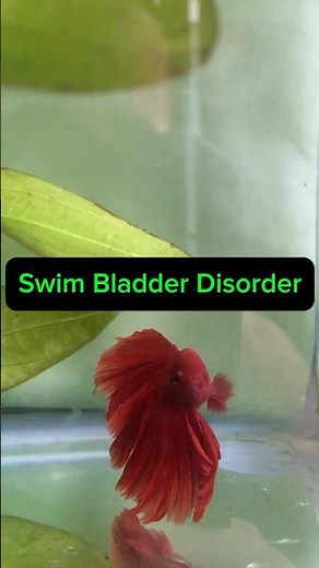 How to Fix Swim Bladder Disease in Betta Fish