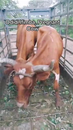 Understanding Pregnant Cows in Namibia