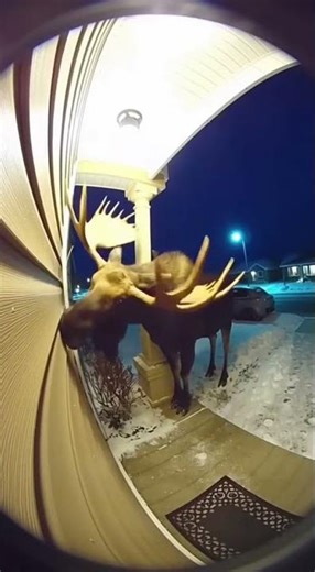 Moose Antler Scratch