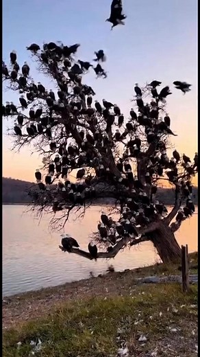 🚨 BRANSON AREA: Massive Bald Eagle Swarm Causes Tree Collapse. Dozens of people reported a huge group of bald eagles landing on the same tree this afternoon. Moments later, the entire trunk split and crashed to the ground while the birds scattered.Witnesses say the tree “snapped like nothing,” and several nearby cars were nearly hit by falling branches.#Branson #BreakingNews #BaldEagles #Ozarks #ViralVideo #Wildlife #Eagles | Branson Area Breaking News