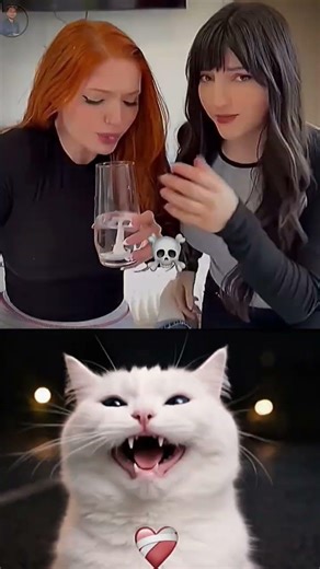 😹👌 #catbombastic