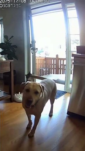Unbelievable Cat CCTV Moment December 8, 2025