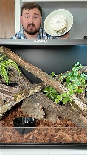 Corn Snake Setup for Beginners!