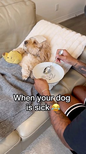 Luna The Mini Cockapoo on Instagram: "It’s the eye contact as if to say thank you for me 👀😂 #funnydogs #cockapoo #dog"