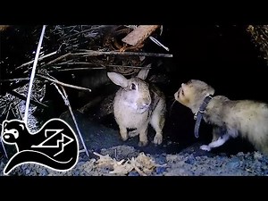 King of the Dump - Sunrise Ferreting 3