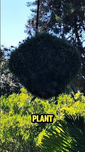 This Plant Doesn’t Need Soil?! | Amazing Air Plant (Tillandsia)