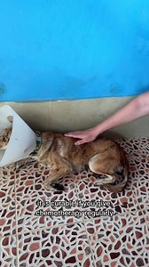 12 reactions | Mani needs your help! TVT, or transmissible venereal...