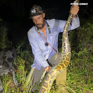 Rogue My New Python Dog Gets Her First Python | Python Cowboy Hunts