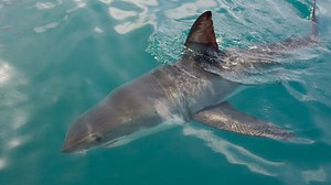 AI-backed drones to spot juvenile sharks and issue alerts in US