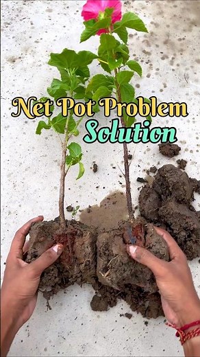 Best Way To Solve Net Pot Problem | Net Pot Problem Solution #plantnetpotproblem #netpotinplants