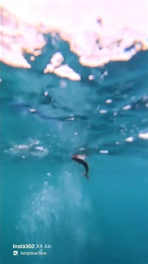 Ruby Snapper #saltwaterfishing #fishingdaily #rubysnapper #fishingvlog #fishingvideo #fishing