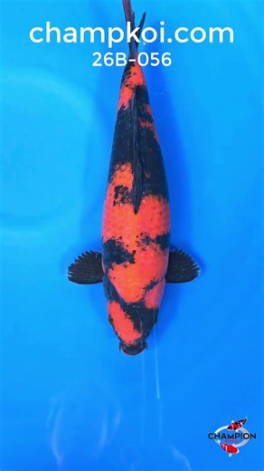 Shinoda Hi Utsuri Female 41cm 2yr | For Sale ChampKoi