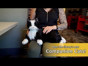 Meet the library's new Companion Cats!