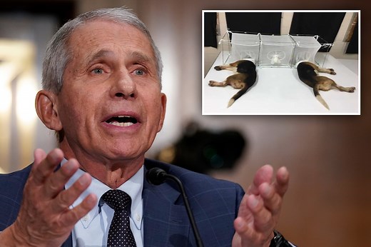 Fauci's NIH admits to cutting beagle puppies' vocal cords to shut them up