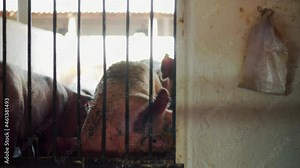 Curious pig trying to break free from captivity in a close up shot; dirty pig staring at the camera while he tries to open the gate and set itself free.