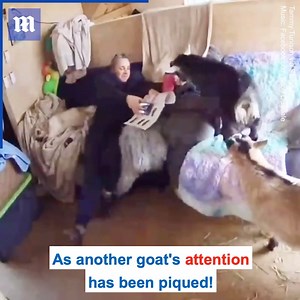 26K views · 136 reactions | According to this goat, paper is for chewing, NOT reading!  via storyful | Daily Mail Video | Facebook