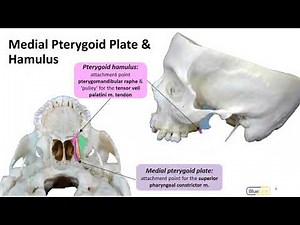 Infratemporal Fossa LO - Pterygoid Plates
