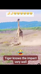 569K views · 391 reactions | Flying tigers know the impact of giraffe very well  . . . . . . #WorldEmojiDay #flowerpower #Paris2024 #animal #stockmarkettoday #LetsMoveIndia #kalinbhaiya #adventuretravel #tricepworkout #saiketan #love #reels #traveltips #FarahKhan #MangoDay #chotabheem #challenge #ArbaazKhan | Reaction OMG | Facebook