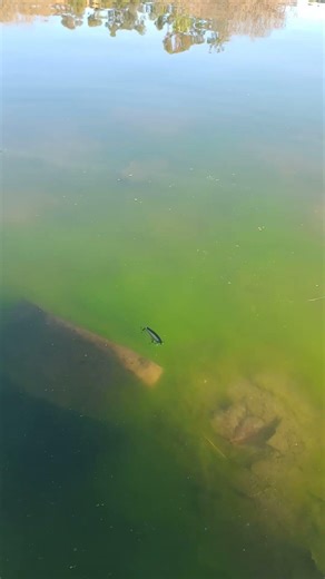 Dynamic lures hd trout lure review...action in the water #fishing