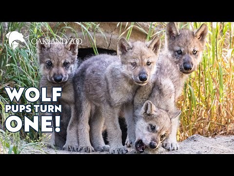 One Year of Wolf Pups