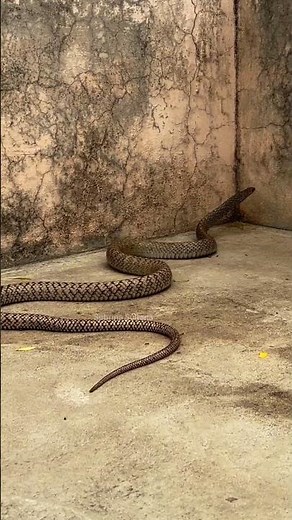 “A Rare Look at the Oriental Rat Snake in the Wild!” #naturelovers #snake #animalstory